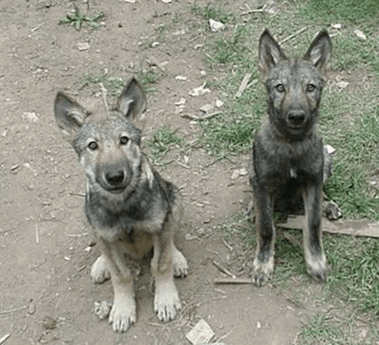 Training Primitive Dogs - WolfdogProject