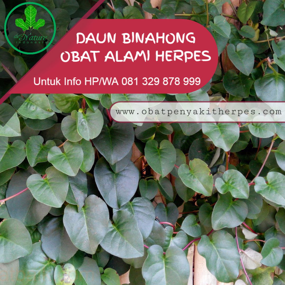 OBAT DOMPO HERBAL DI APOTIK - OBAT HERPES ALAMI